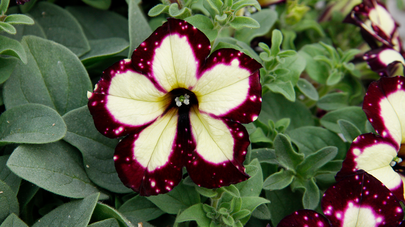 The wonderful rare colored petúnias arrive in Brazil in new versions - BioPlugs