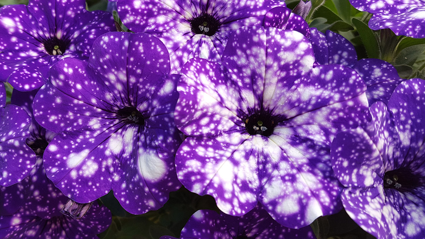 The wonderful rare colored petúnias arrive in Brazil in new versions ...