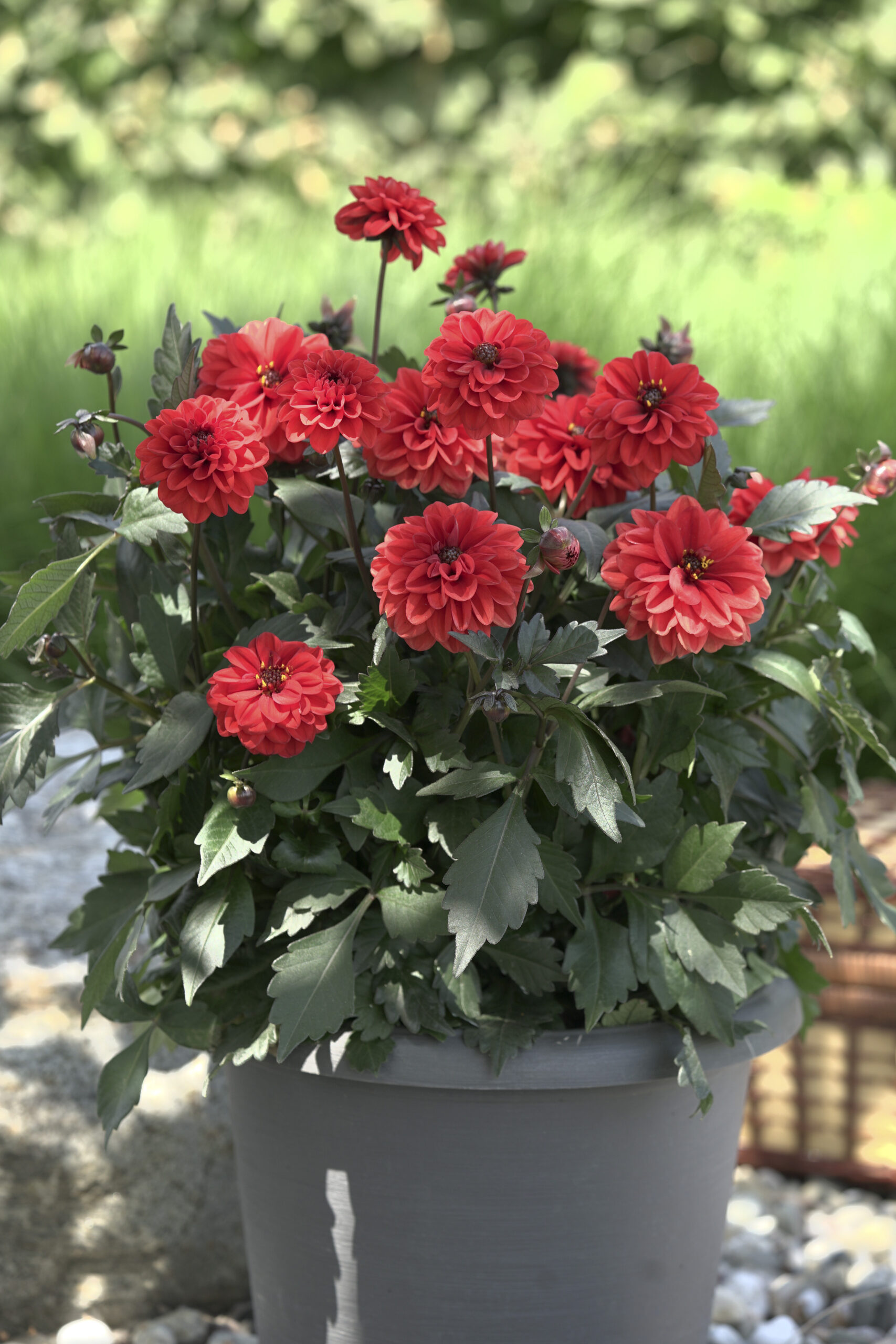 Dália Meena - BioPlugs