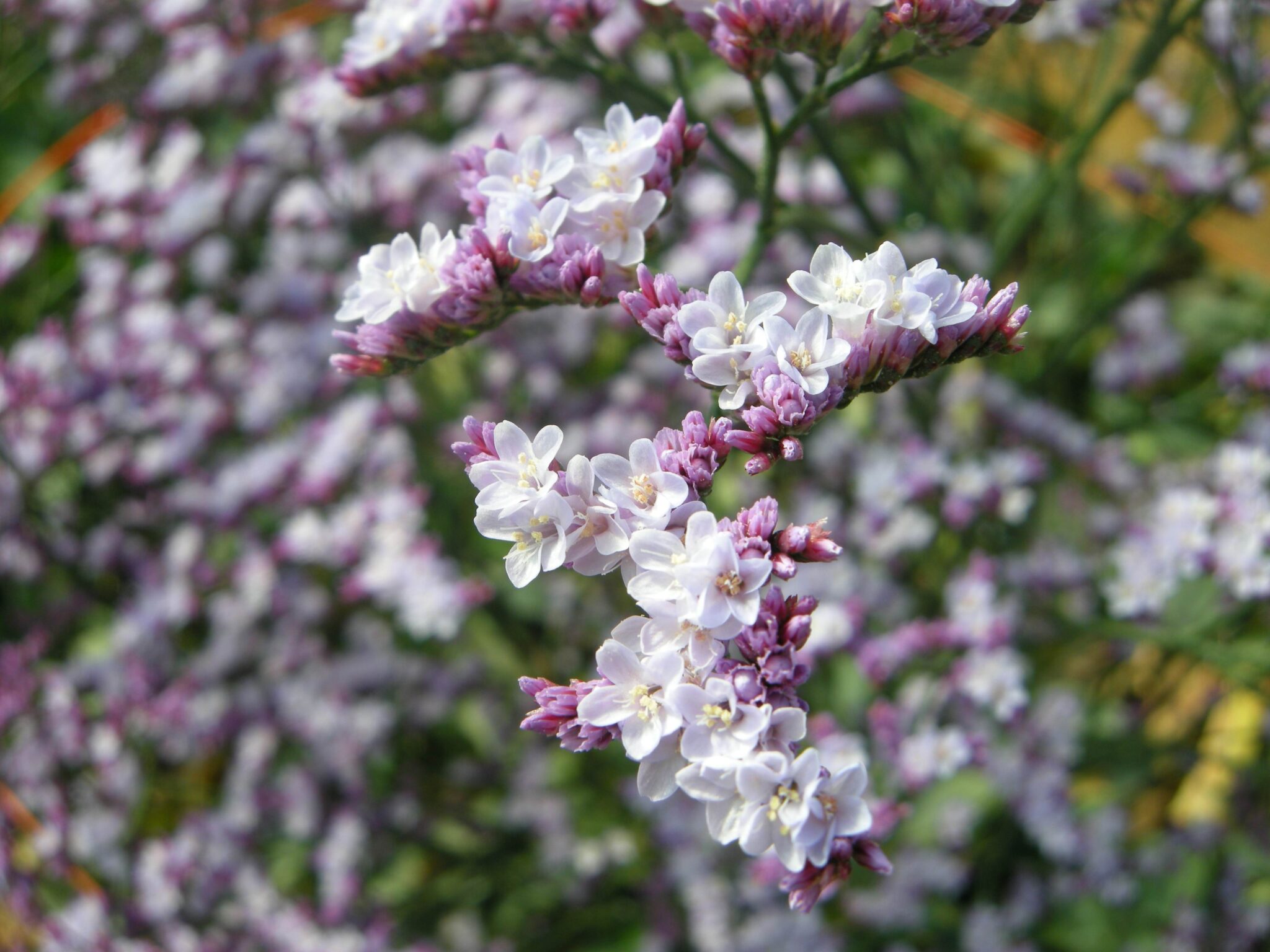 Limonium Safora - BioPlugs