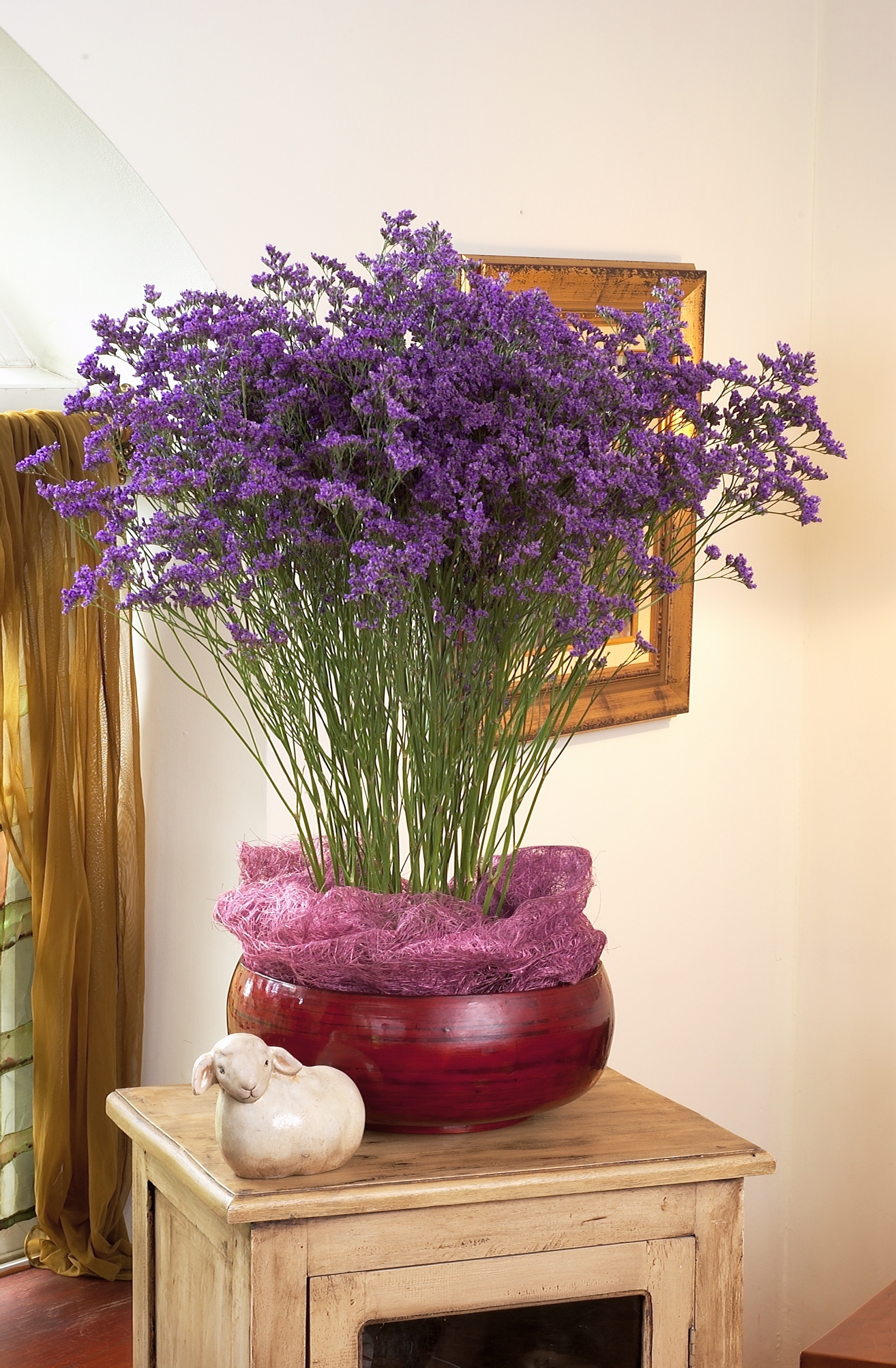 Limonium Safora - BioPlugs